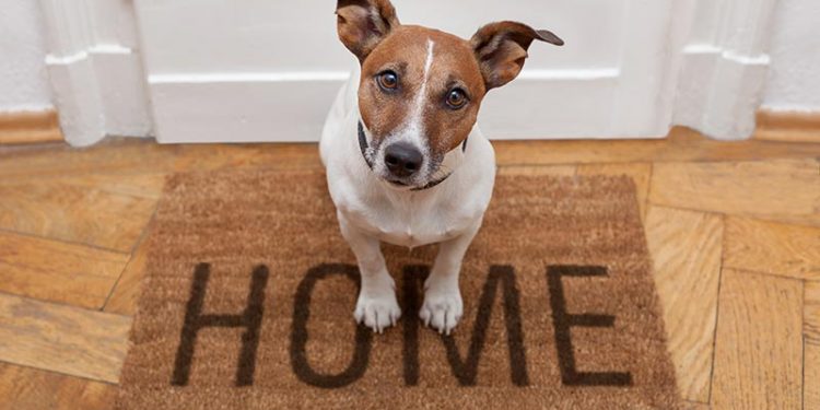 8 preguntas que debes hacerte antes de adquirir una mascota ... 8 preguntas que debes hacerte antes de adquirir una mascota ...